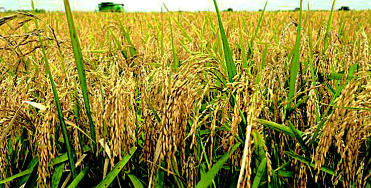Masana Sun Kara Fito Da Dabarun Noman Shinkafa Ta Yadda Za A Kara Samun ...