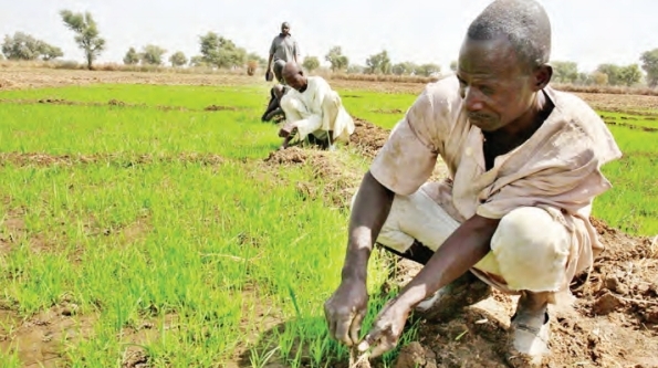 Asarar Naira Biliyan 10.16 A Noman Bara: Manoma A Kaduna Sun Buƙaci ...